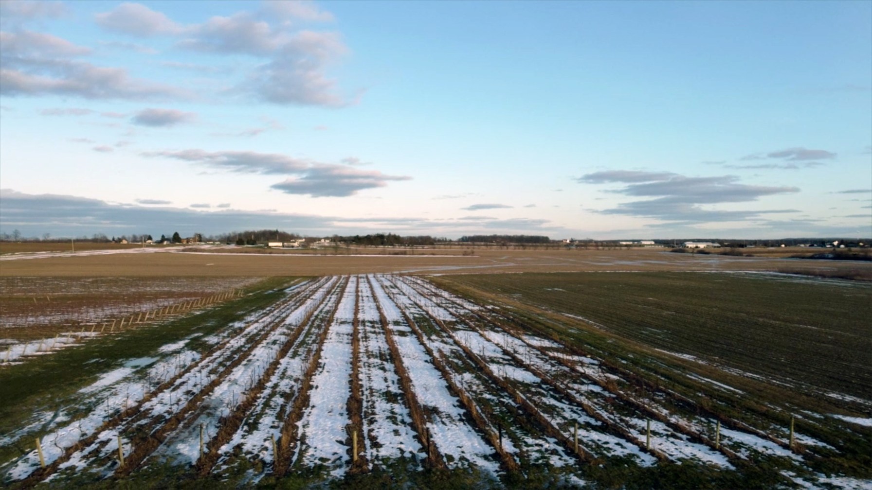 Introducing London Born Wine Co. | Canthesis