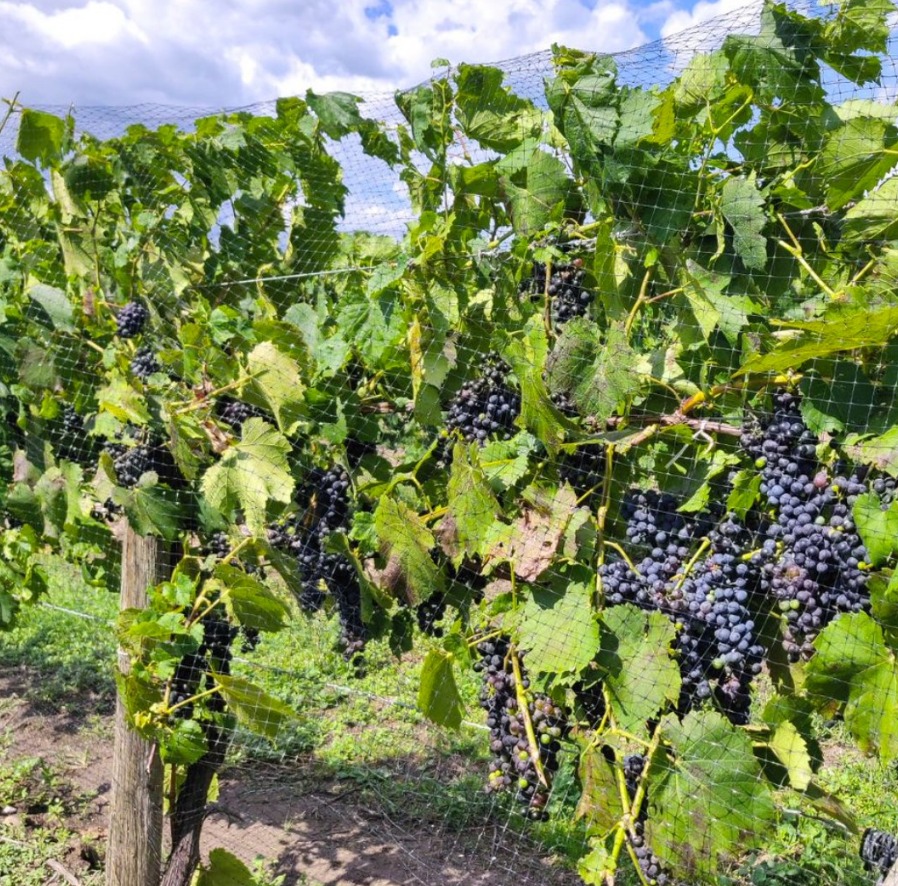 King’s Court Estate Winery - A Legendary History | Canthesis