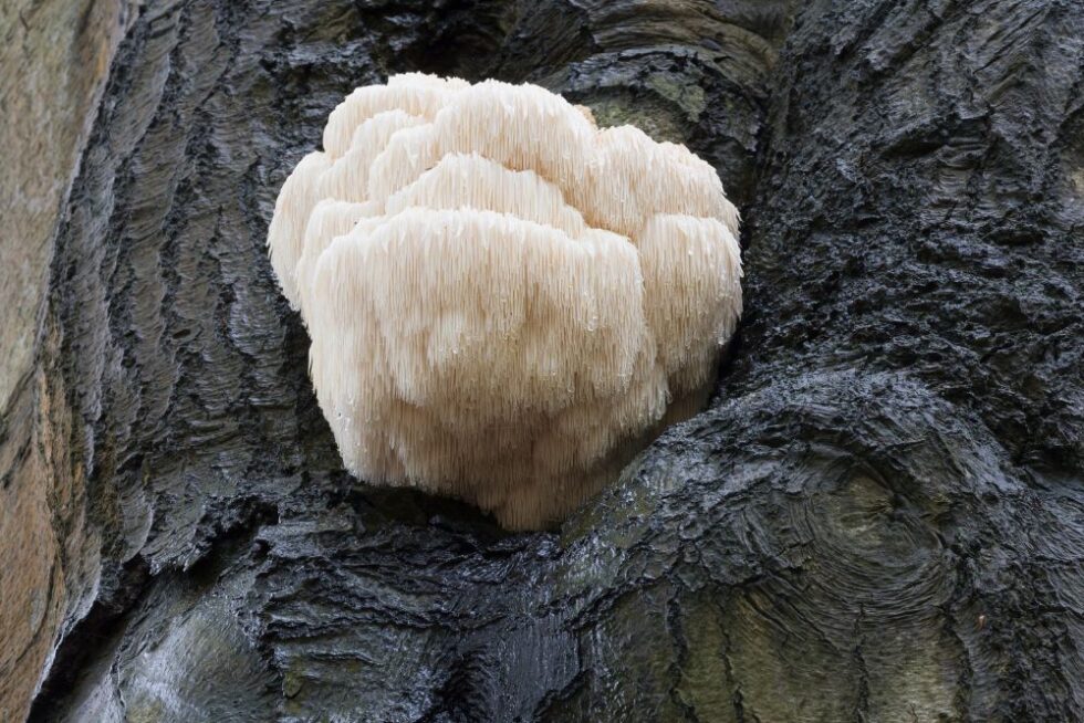 Lion’s Mane Mushroom in Ancient Healing Practices - Canthesis!